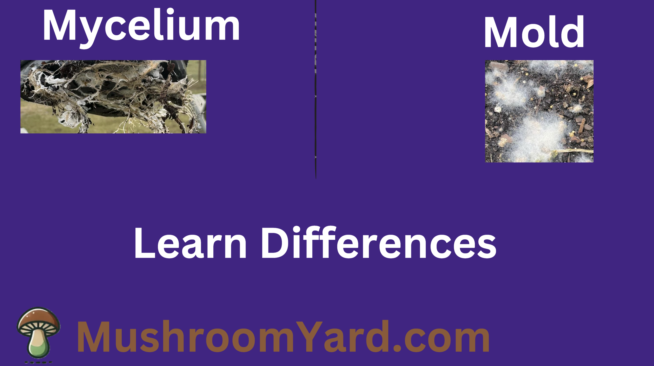 Mold vs Mycelium - Explained - MushroomYard